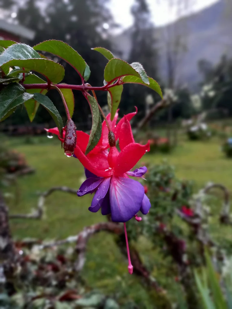 Amazing Otún Quimbaya Nature Tour 2026